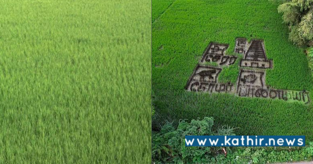 பாரம்பரிய நெல் வகைகளை தமிழக அரசு மீட்க வேண்டும்: இயற்கை விவசாயி ...